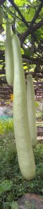 Bottle Gourd Long | Sahaja Seeds
