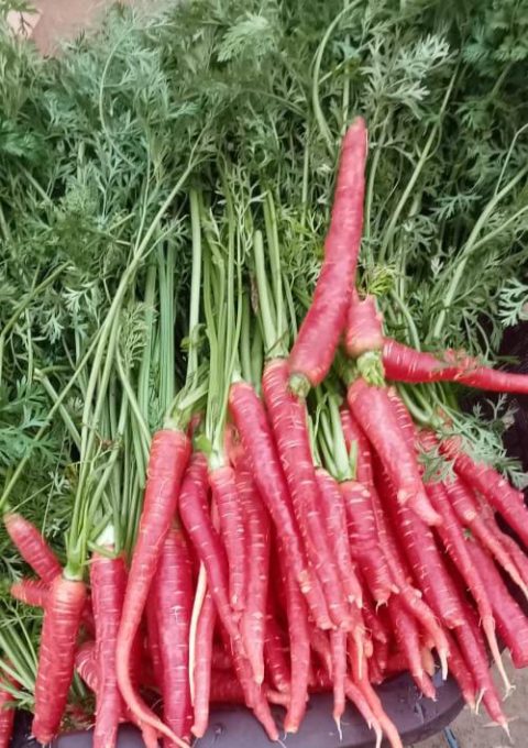 Carrot Red | Sahaja Seeds