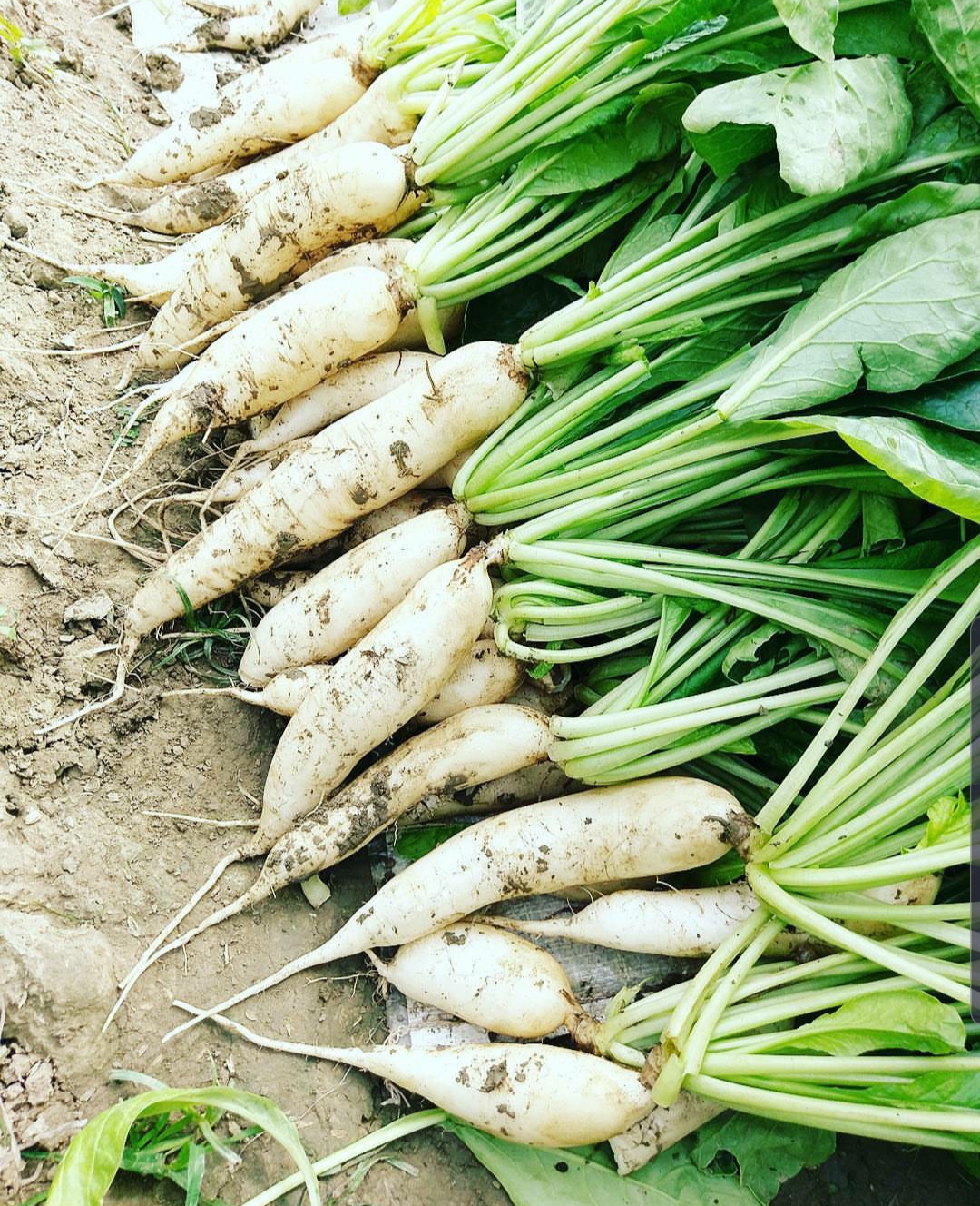 Radish White Long | Sahaja Seeds