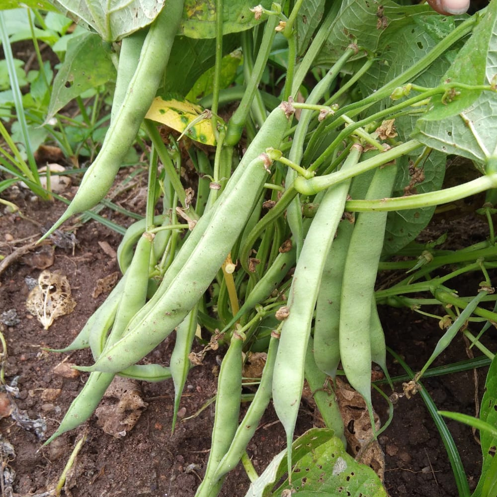Bush Beans Sahaja Seeds Bush Beans Sahaja Seeds