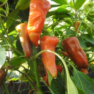 Products | Sahaja Seeds