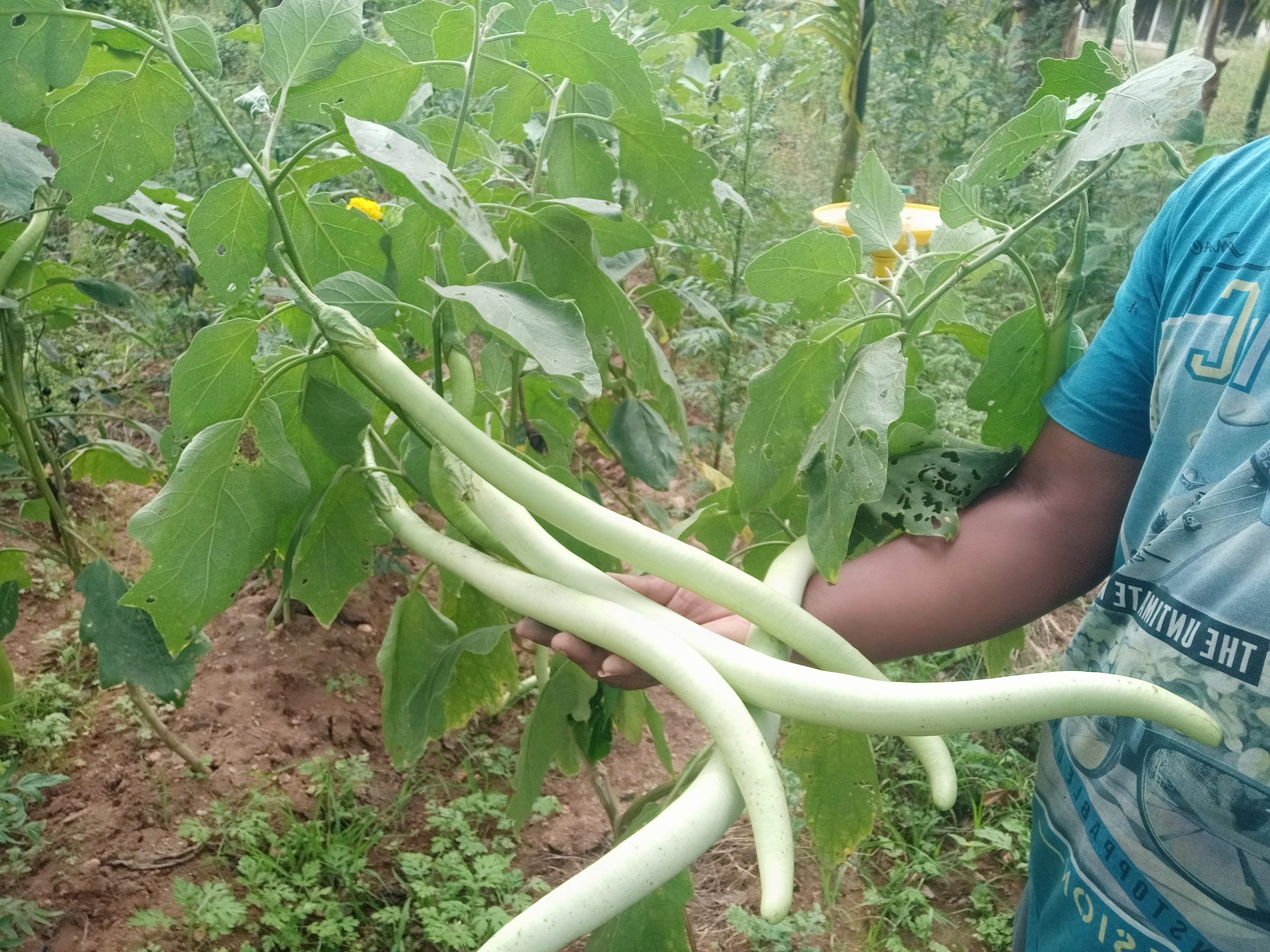 Brinjal Green Vengeri Snake | Sahaja Seeds