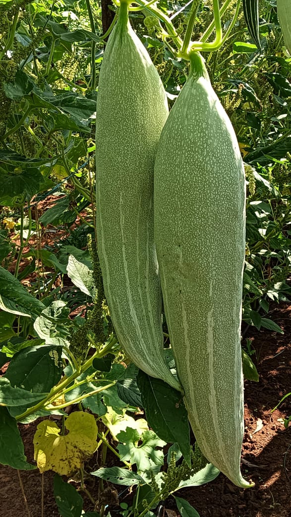 Snake Gourd Short White | Sahaja Seeds